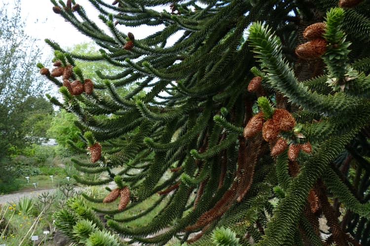 Gimnospermas e Angiospermas: diferenças e características | Prisma